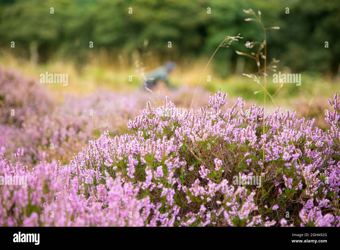 A cyclist goes past flowering heather near Stanage Edge in the Peak ...