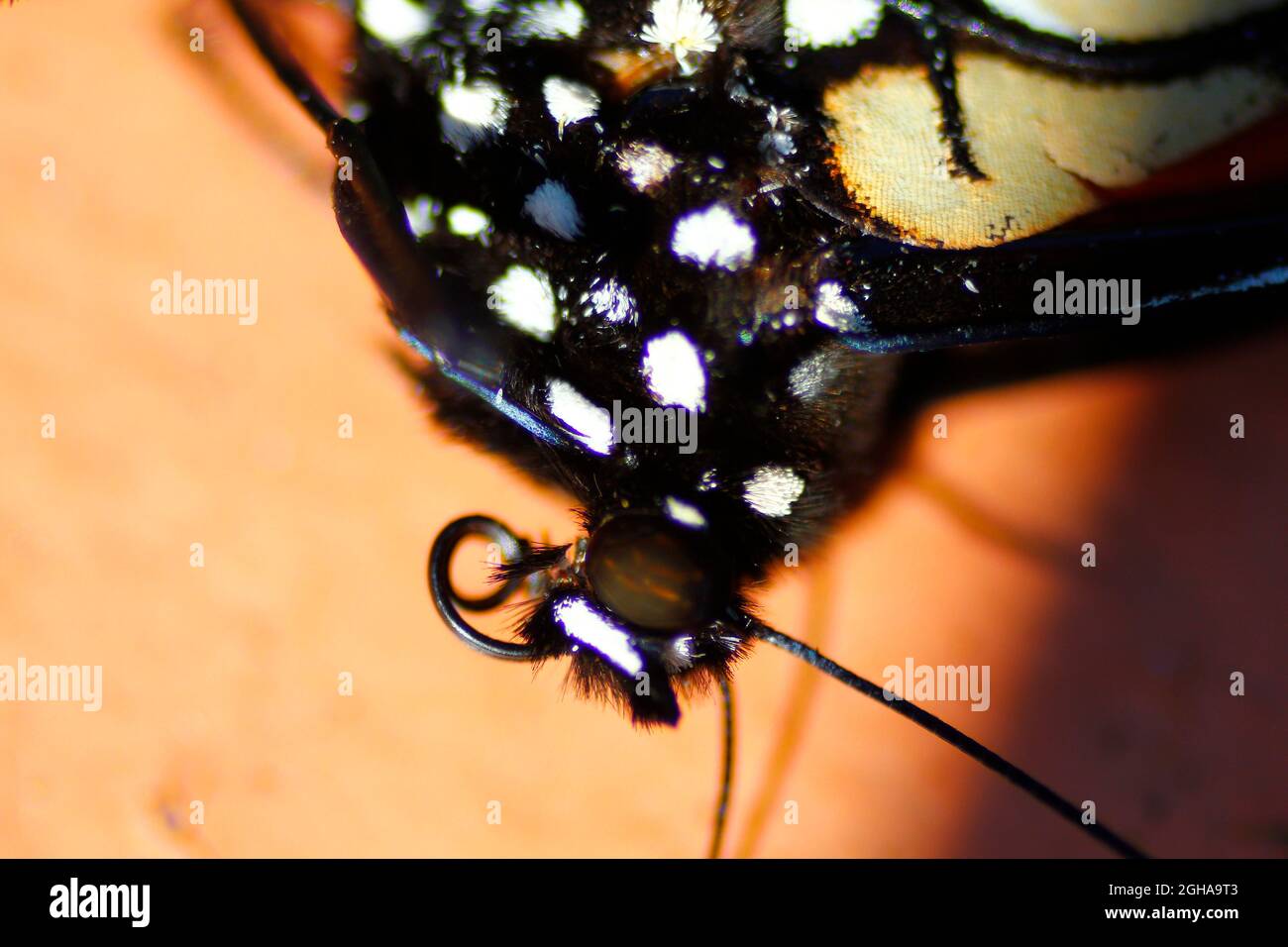 Light grey butterfly hi-res stock photography and images - Alamy