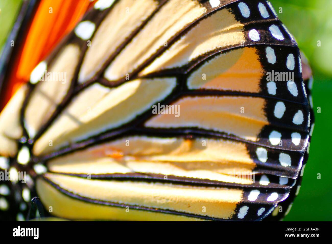 Closeup View of a Monarch Butterfly Stock Photo - Alamy