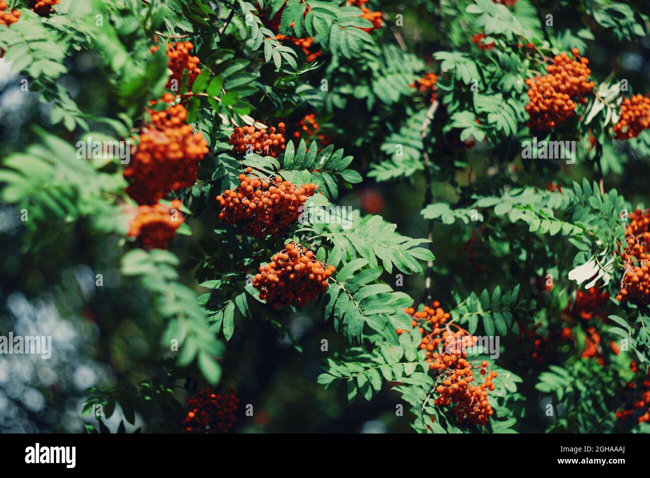 branches of the mountain ash tree with red berries. High quality photo ...