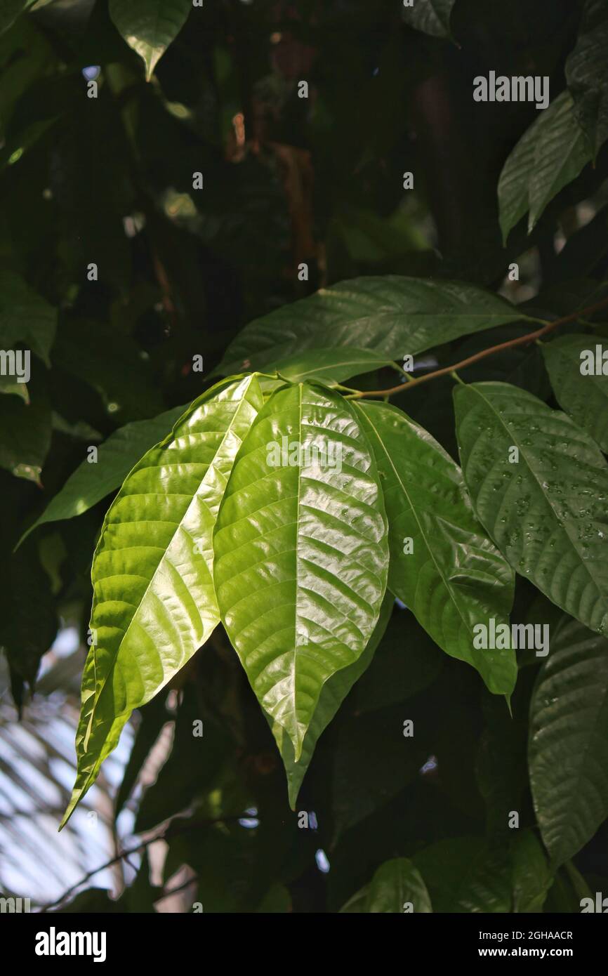 Bright green coffee plant leaves growing in the tropical forest Stock ...