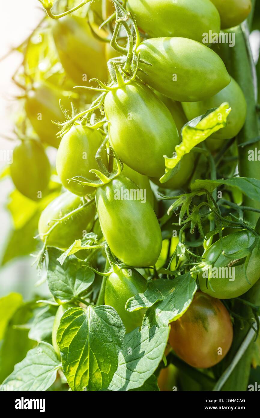 Natural tomatoes in the greenhouse. Growing farm organic products ...