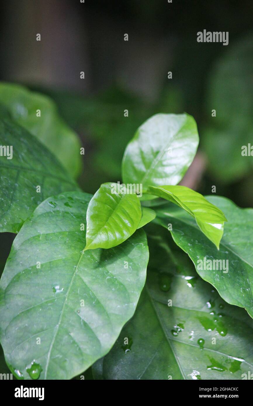 Bright green coffee plant leaves growing in the tropical forest Stock ...