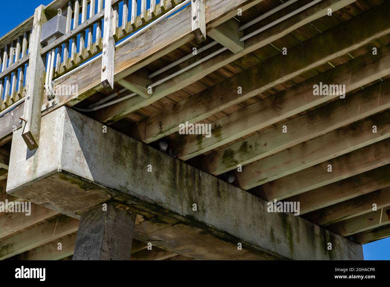 Pigeons gathering between the joists of an elevated pier boardwalk deck ...