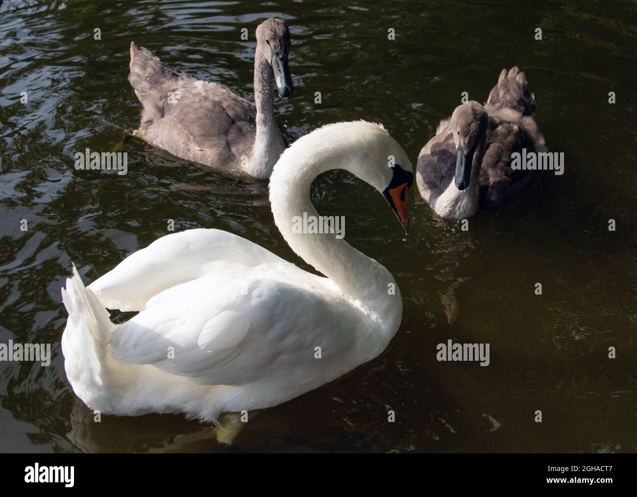 Brown swan bird hi-res stock photography and images - Alamy