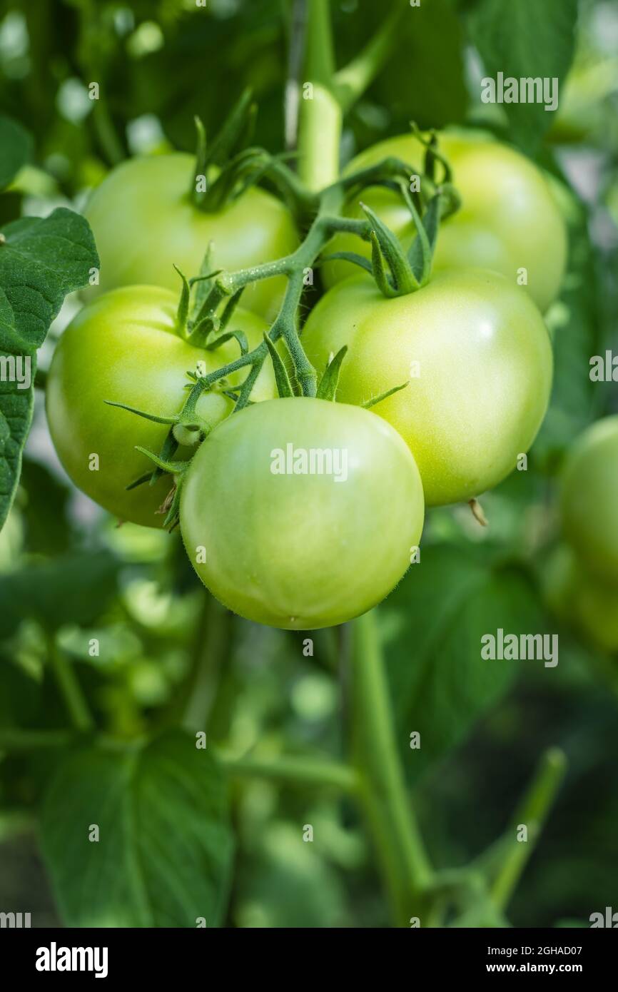 Natural tomatoes in the greenhouse. Growing farm organic products ...
