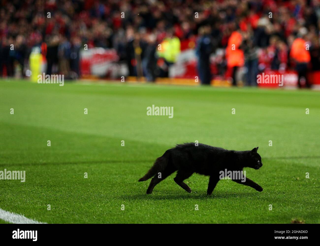 A black cat wanders across the Anfield turf during the Premier League ...