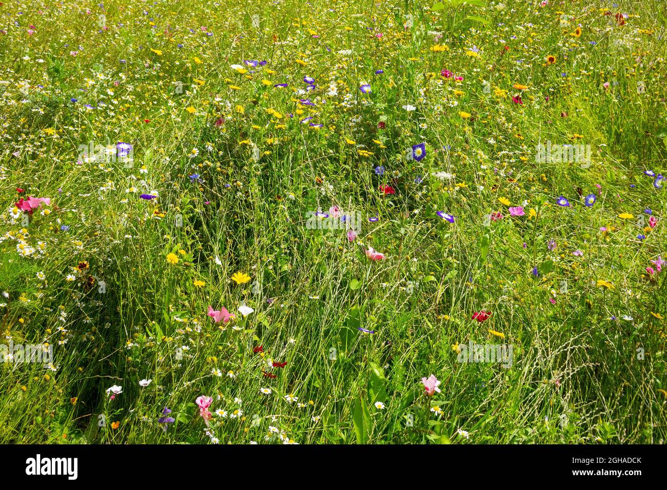 Wild flowers field Stock Photo - Alamy