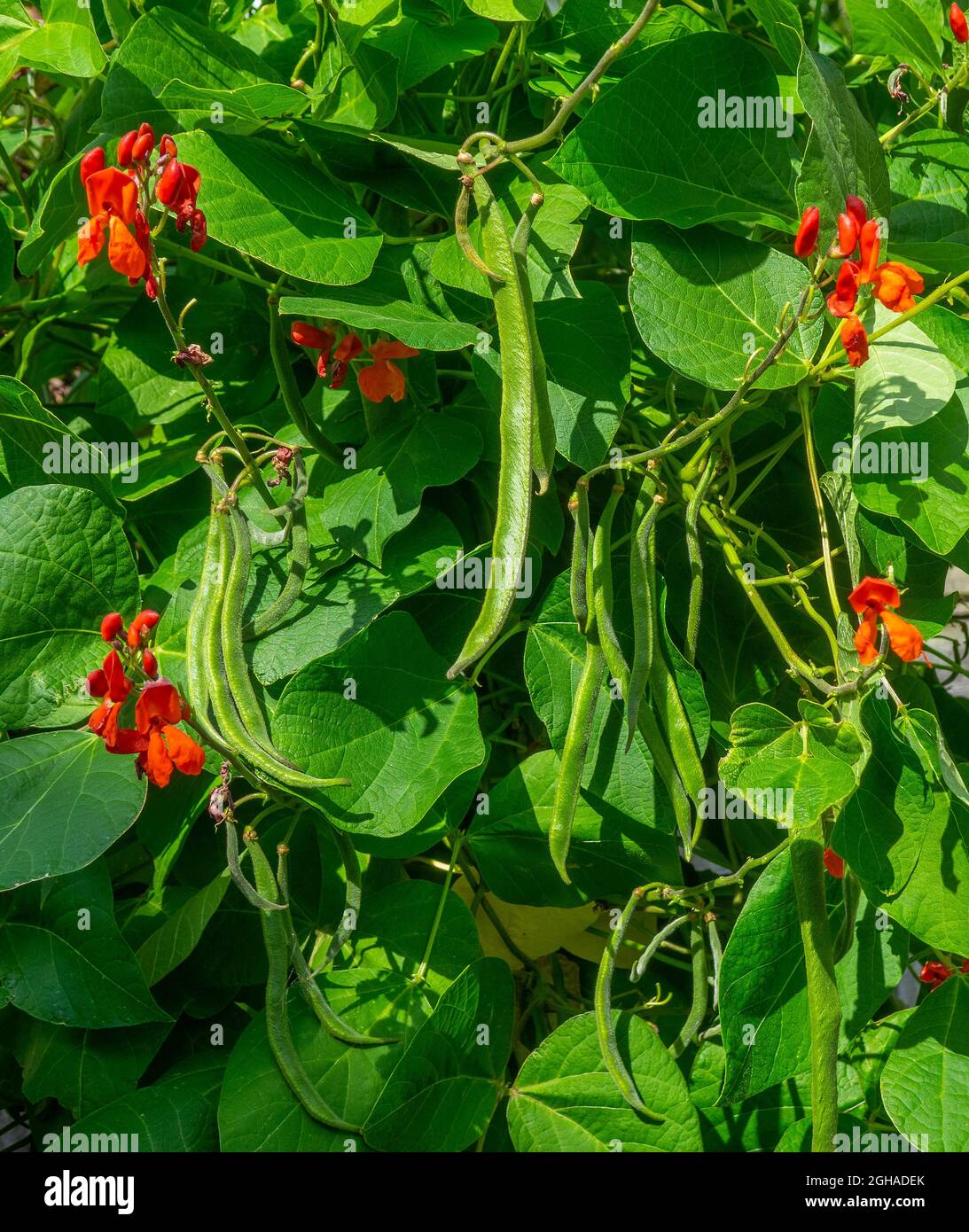 Runner bean plants Stock Photo - Alamy