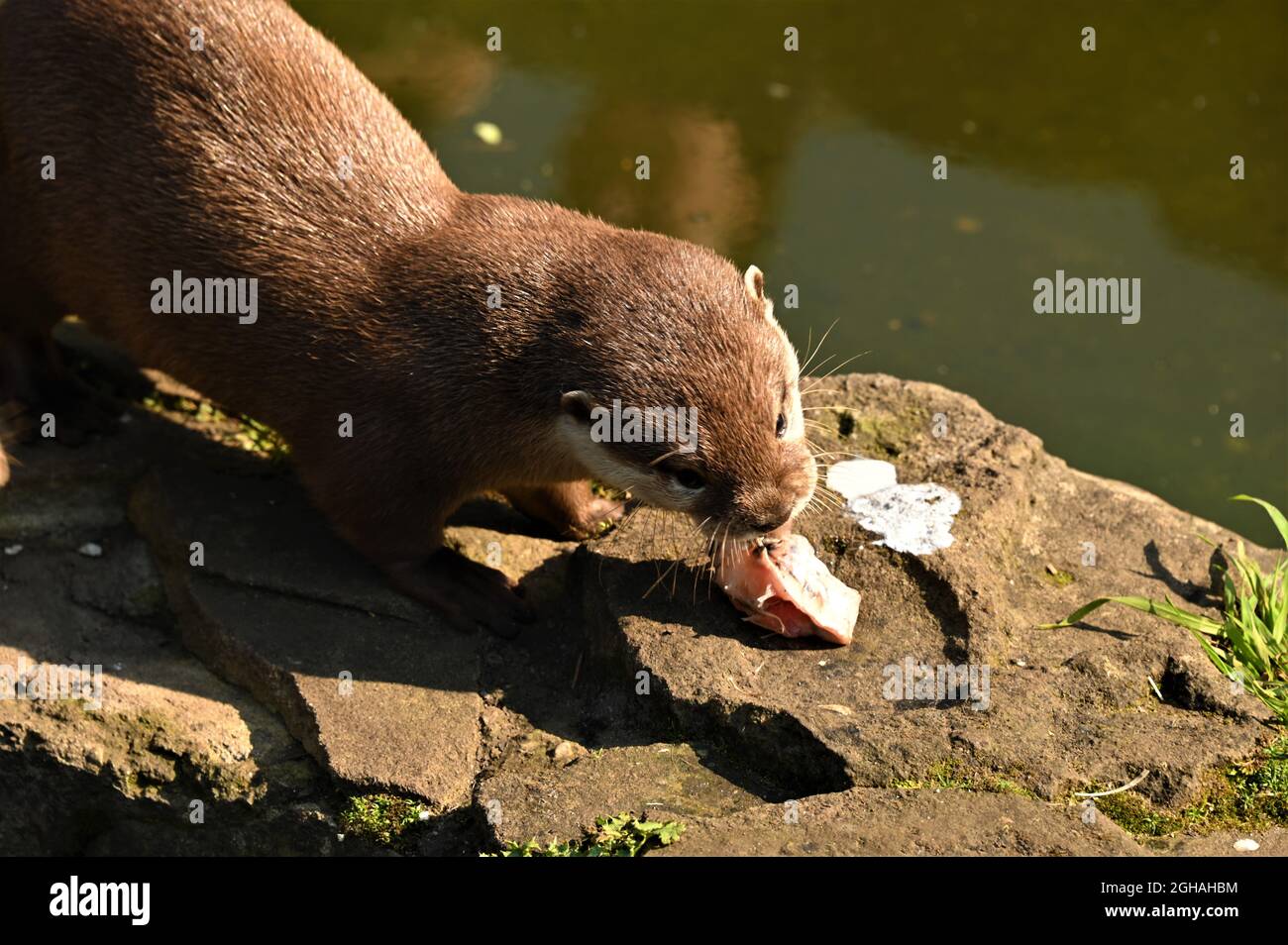 Otter pool scotland hi-res stock photography and images - Alamy