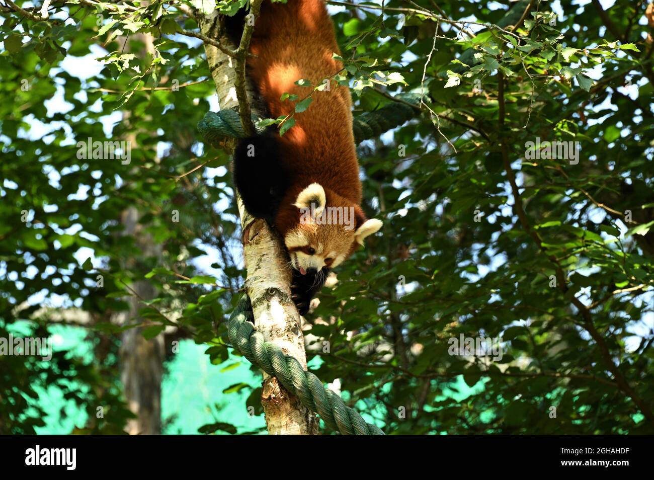 A view of a red panda in an animal enclosure in a zoo in Scotland Stock ...
