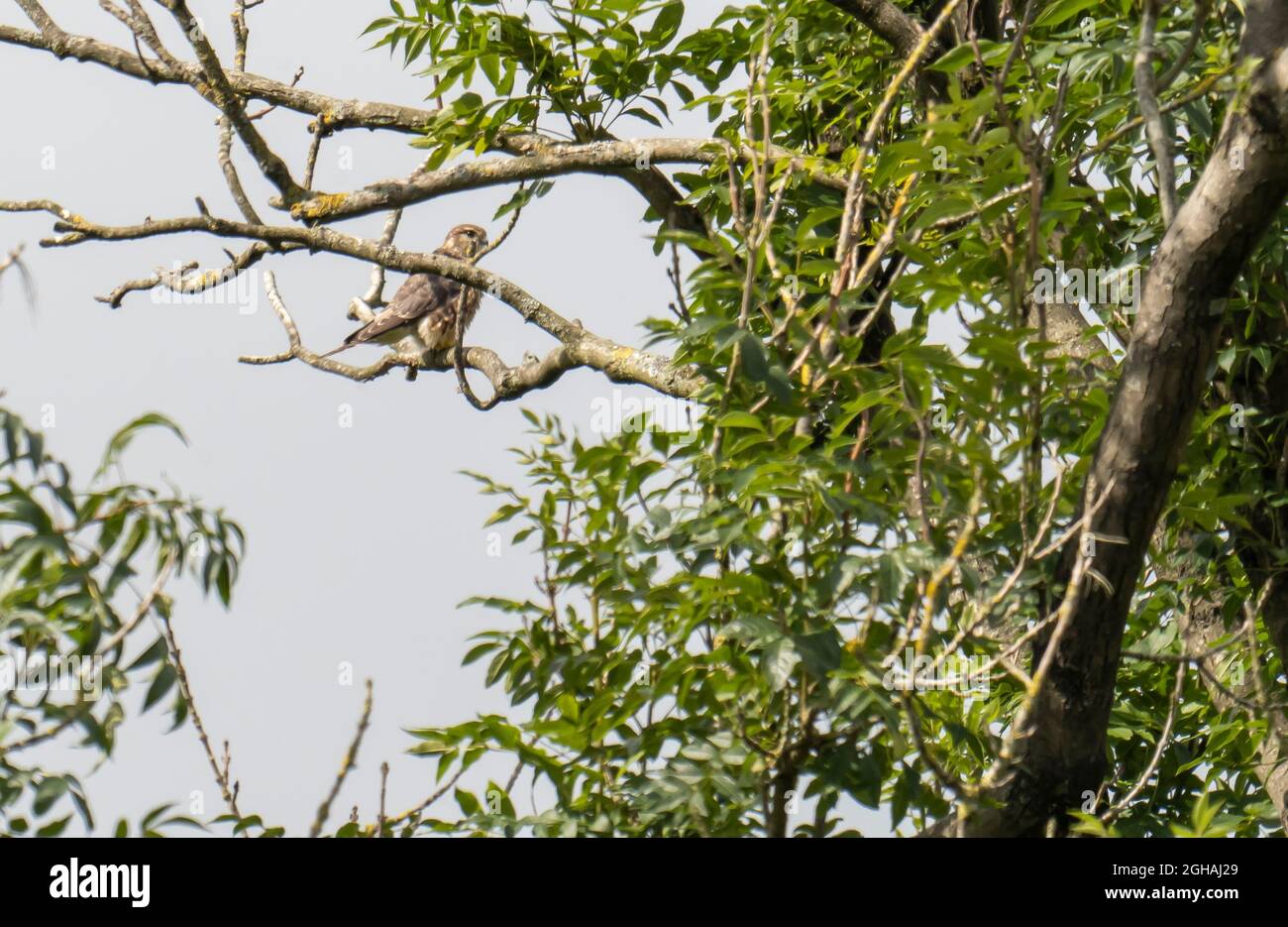 A female Merlin, Falco columbarius in a tree in Austwick, Yorkshire ...