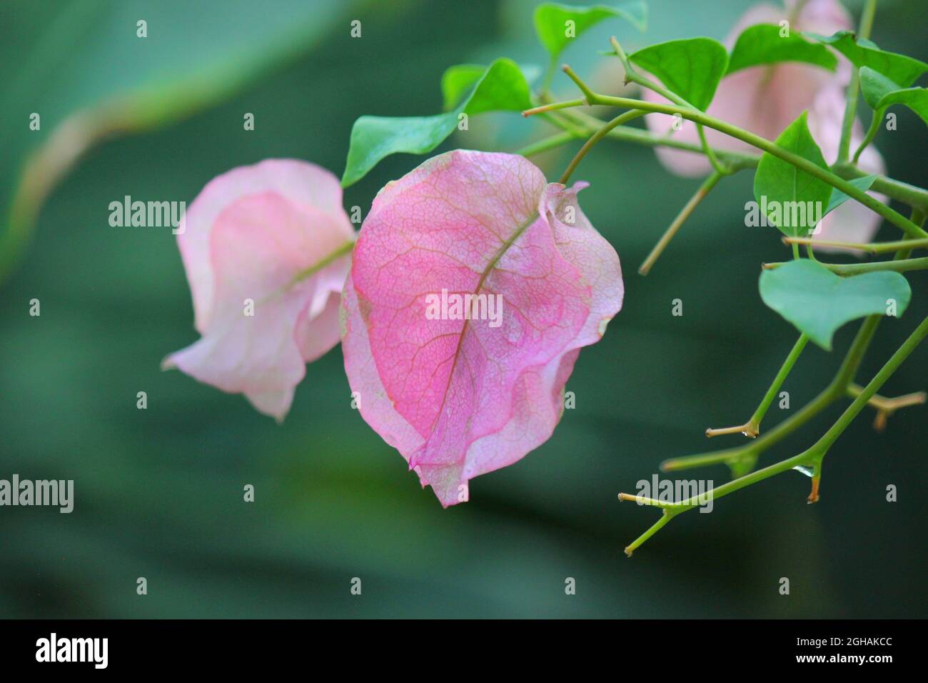 Beautiful bougainvillea flowers growing in the sunny garden Stock Photo ...