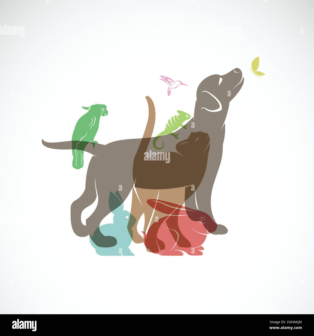 Vector group of pets - Dog, cat, parrot, chameleon, rabbit, butterfly ...