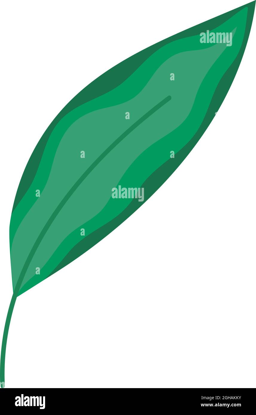 lanceolate leaf design Stock Vector Image & Art - Alamy