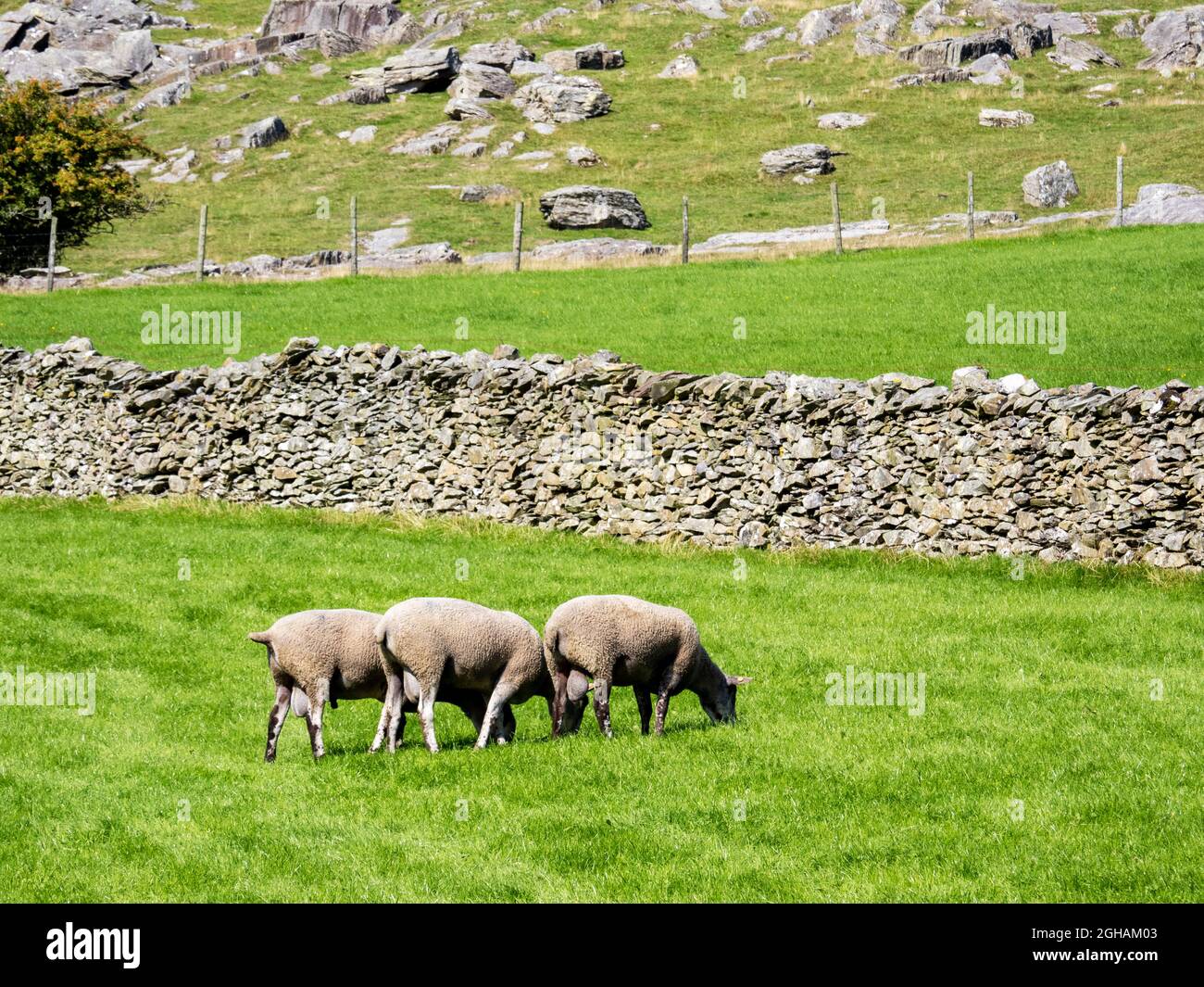 Ram testicles not bird hi-res stock photography and images - Alamy