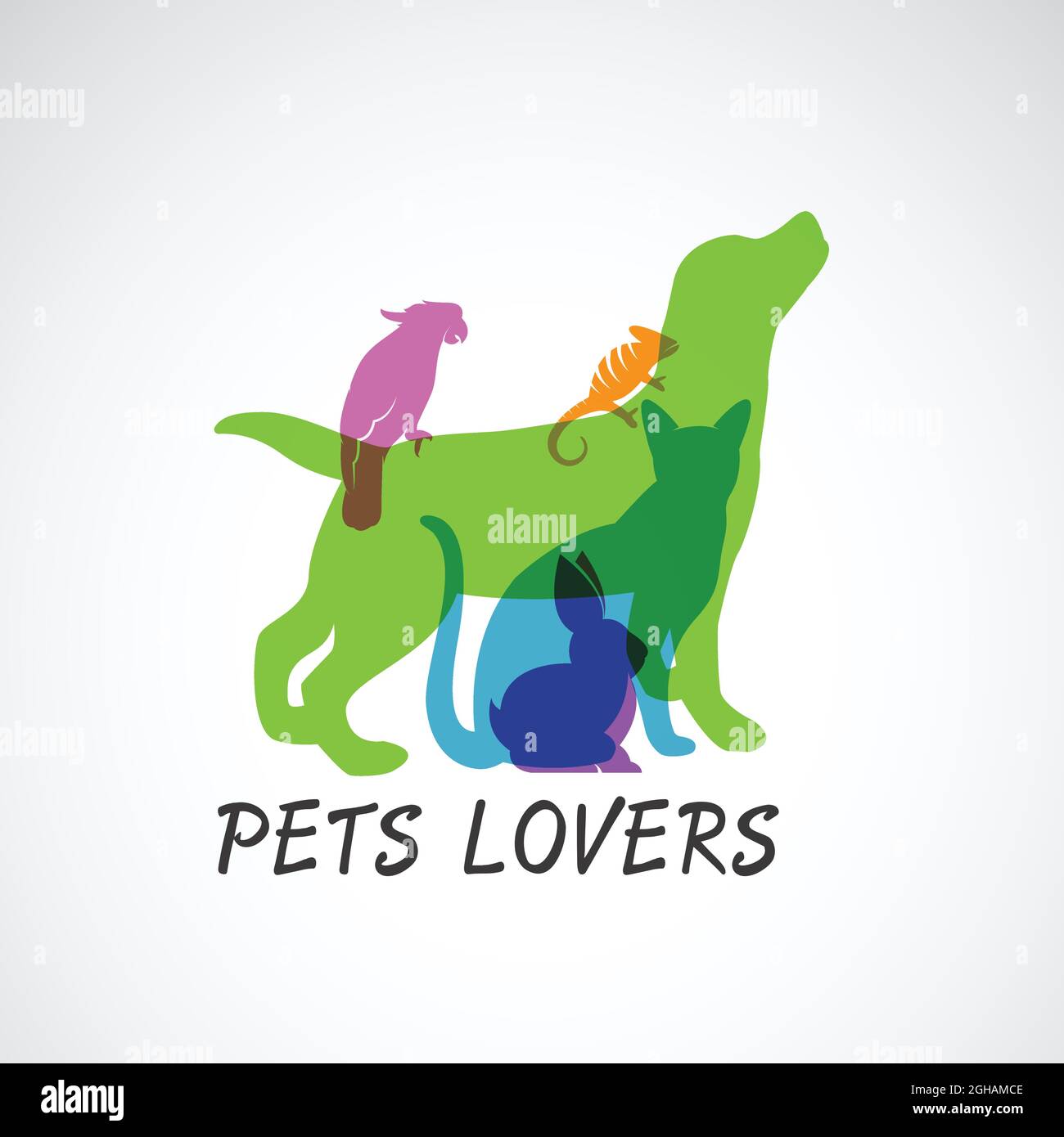 Vector group of pets - Dog, cat, parrot, chameleon, rabbit, isolated on ...