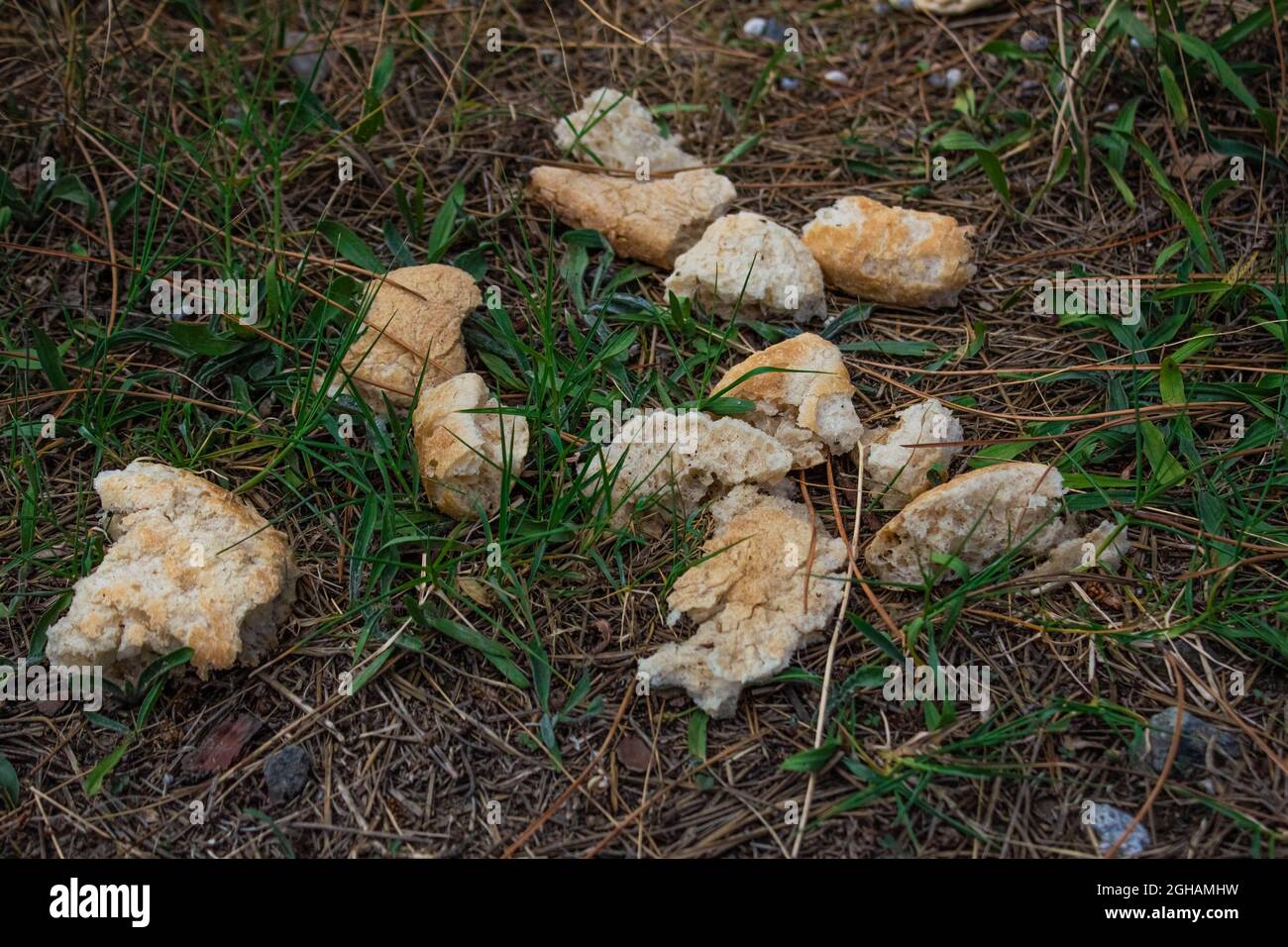 Wasted food thrown at ground. Waste bread. Sadly food waste Stock Photo ...
