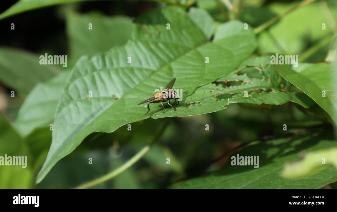 Close up of a Hover fly resting top of a green leaf Stock Photo - Alamy