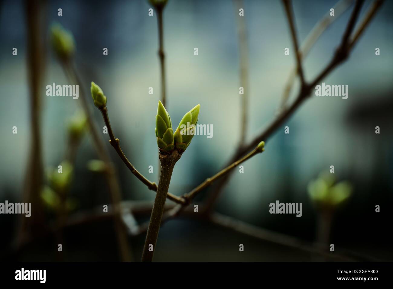 The birth of tree leaves Stock Photo - Alamy