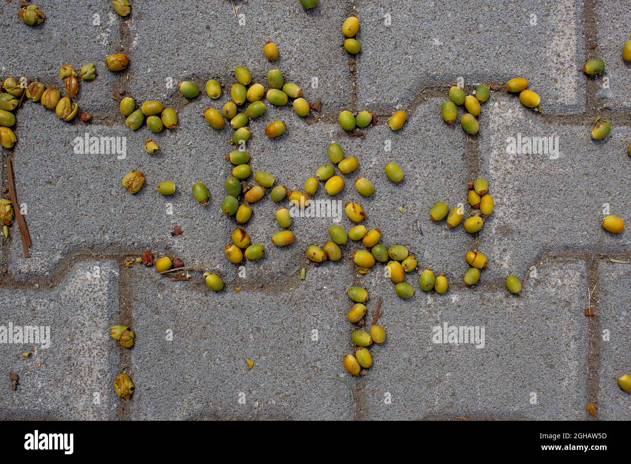 Palm tree botanical drawing hi-res stock photography and images - Alamy