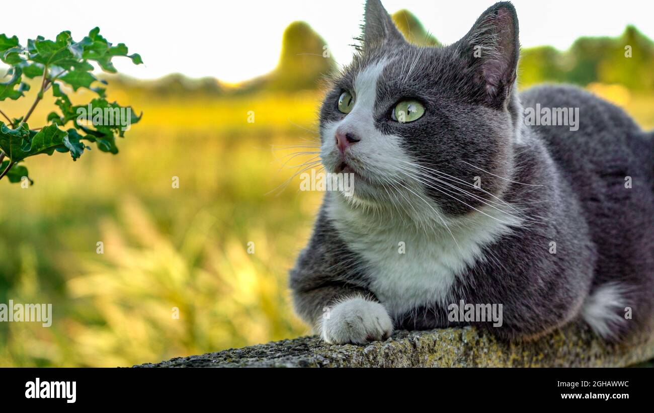 Close up portrait of Cute cat looks up Stock Photo - Alamy