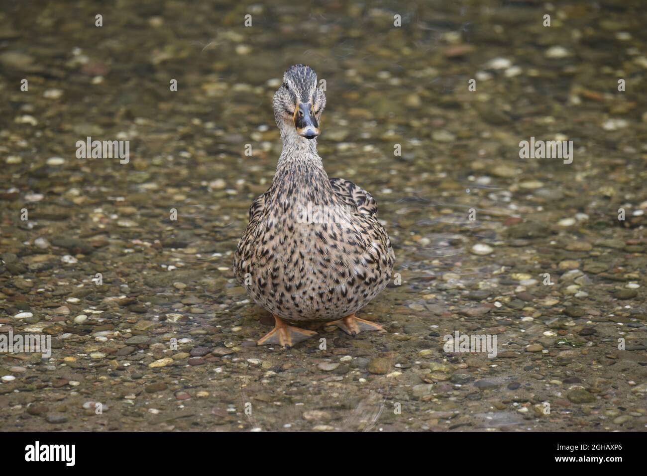 Duck facing camera hi-res stock photography and images - Alamy