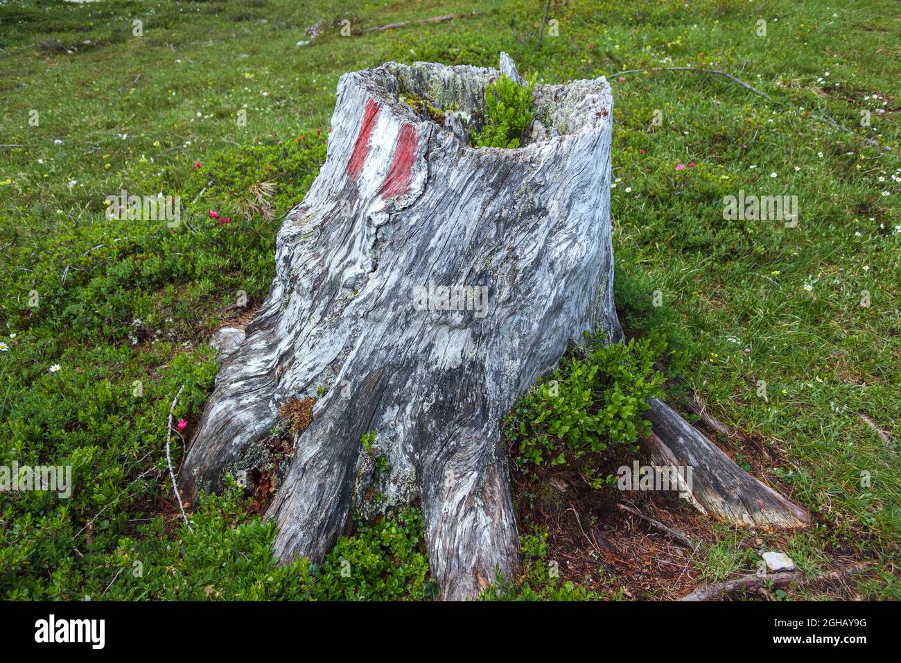 Tree stump, with hiking symbol. The Dolomites. Italian Alps. Europe ...