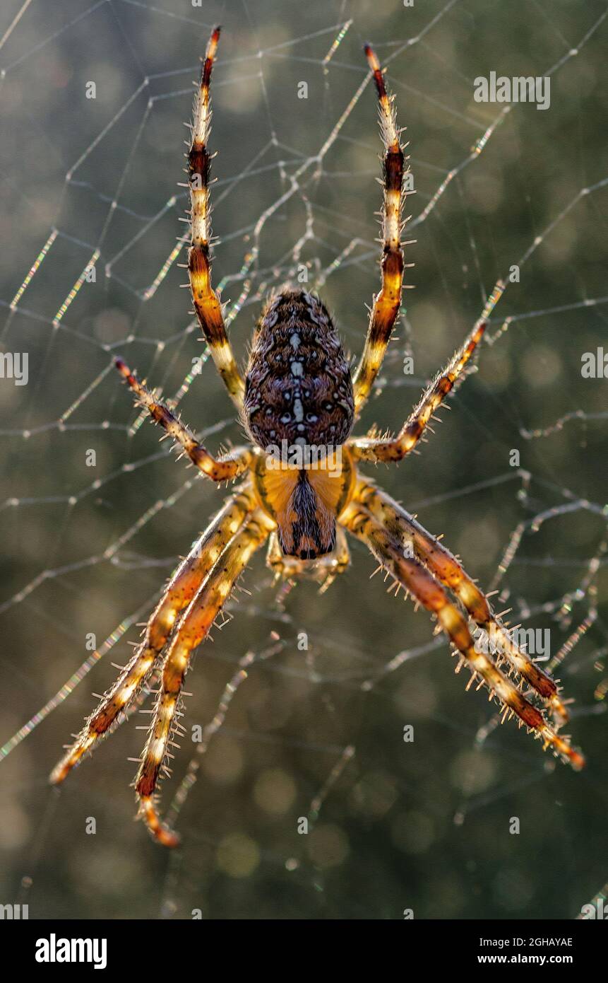 Garden spider scientific name hi-res stock photography and images - Alamy