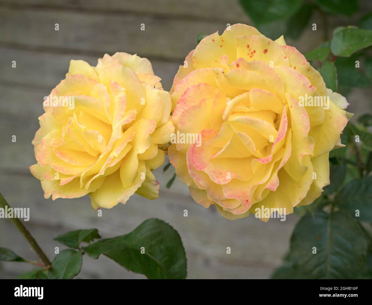 Two large yellow rose blooms beside a wooden fence Stock Photo - Alamy