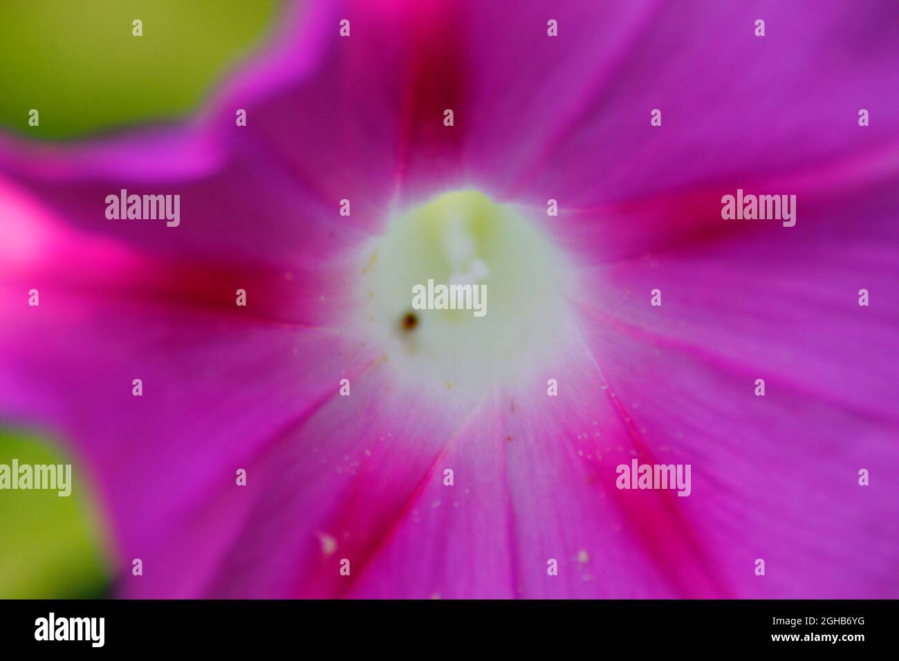 Morning glory flower bud hi-res stock photography and images - Alamy
