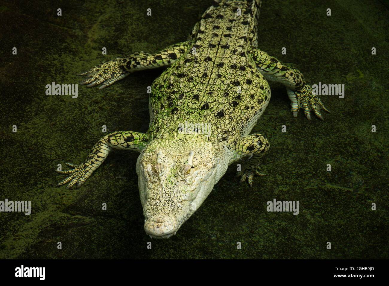 White albino crocodile lurking in water Stock Photo - Alamy