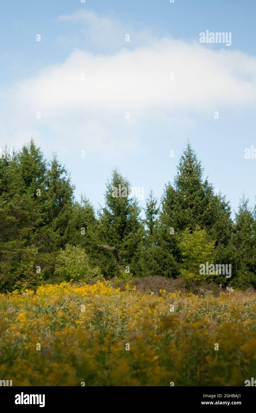 Seasonal trees and landscape Stock Photo - Alamy