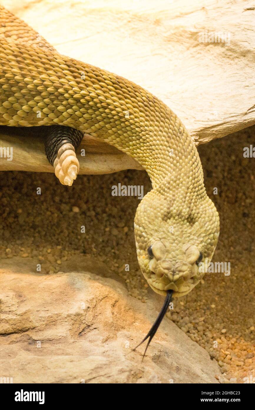 Sidewinder rattlesnake horned crotalus hi-res stock photography and ...