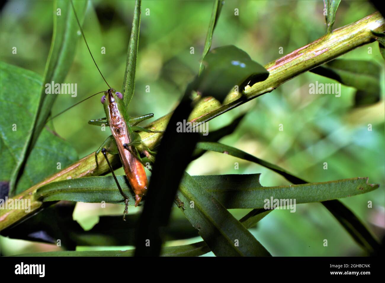 Grass bug nymph hi-res stock photography and images - Alamy