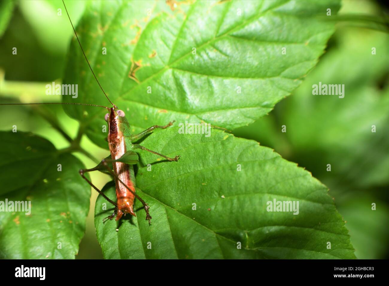 Grass bug nymph hi-res stock photography and images - Alamy