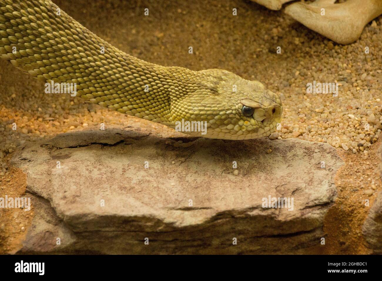 Sidewinder rattlesnake horned crotalus hi-res stock photography and ...