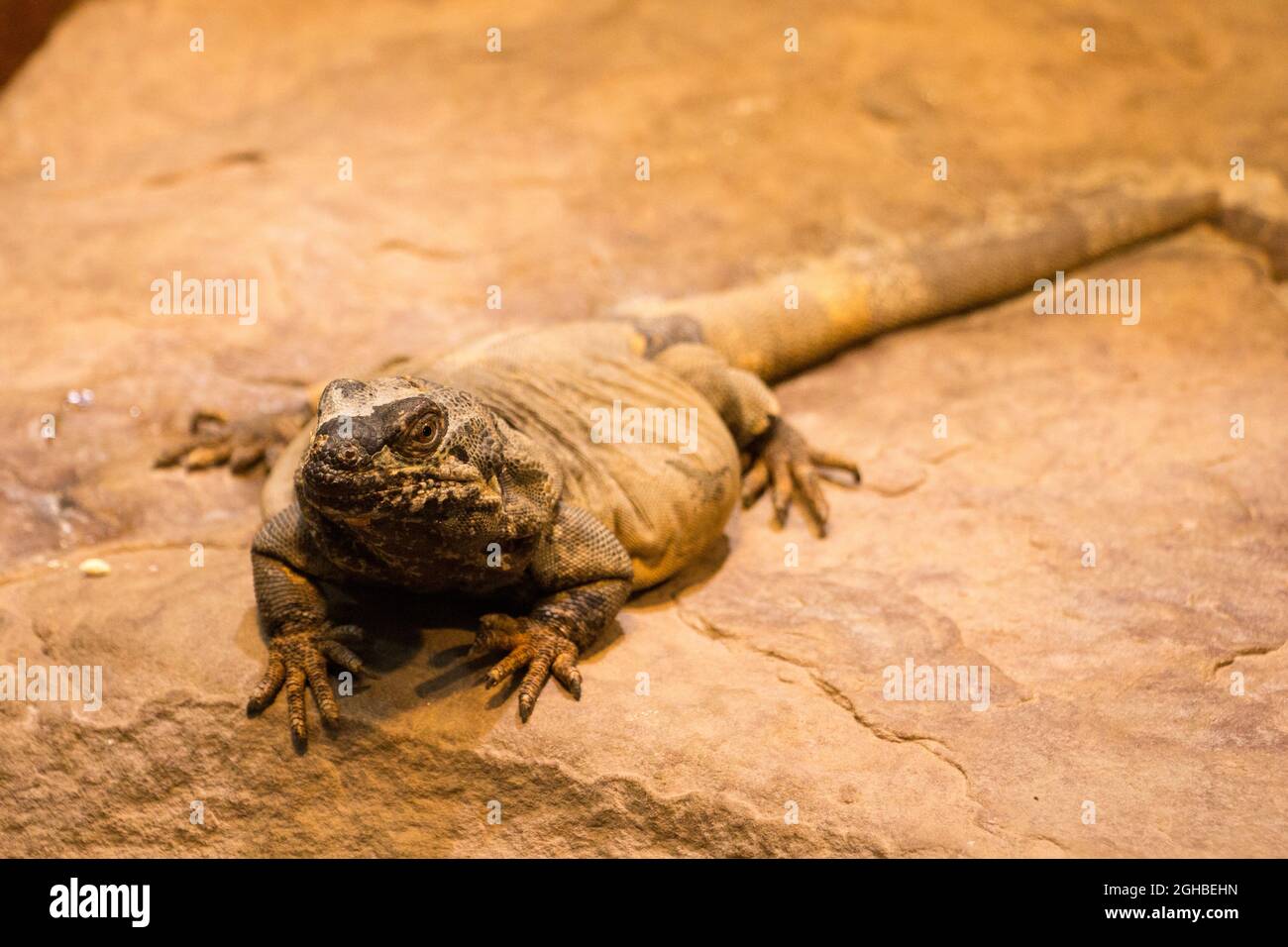 Bearded dragon basking in the sun Stock Photo - Alamy
