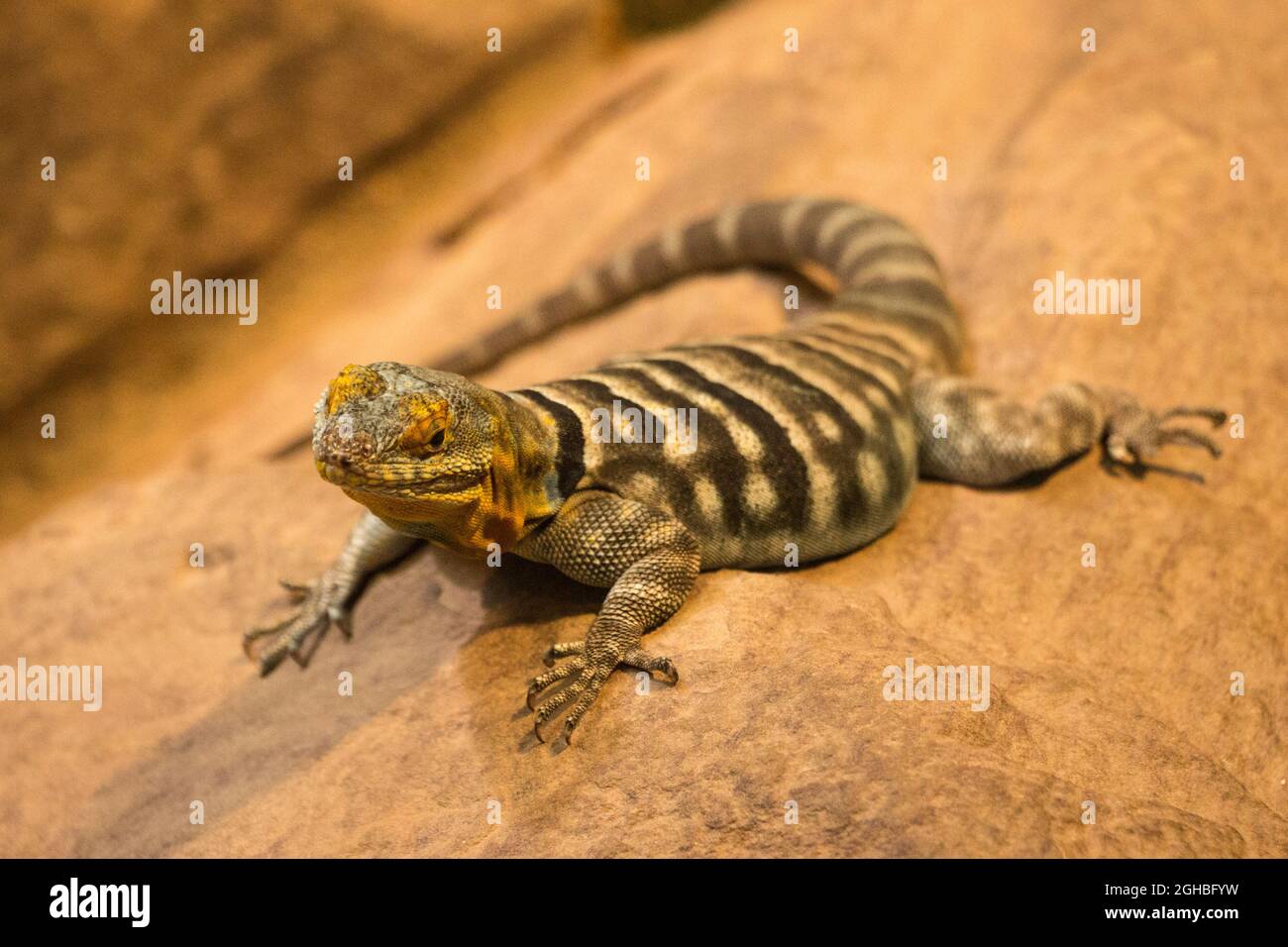 Exotic animal basking in the sun Stock Photo - Alamy
