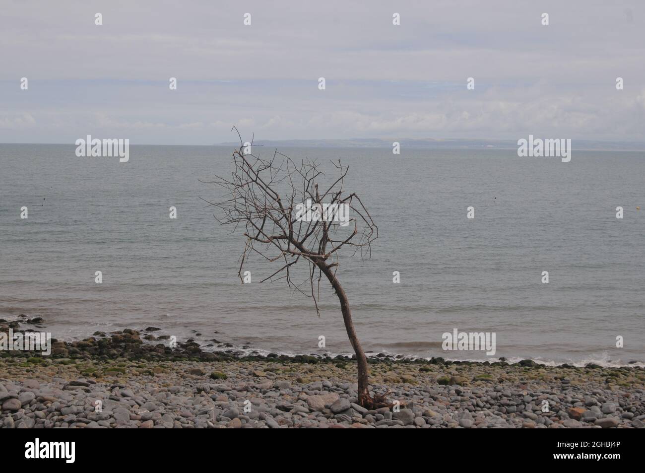 a tree on a pebble beach with blue sky and sea. Clovelly, Devon ...