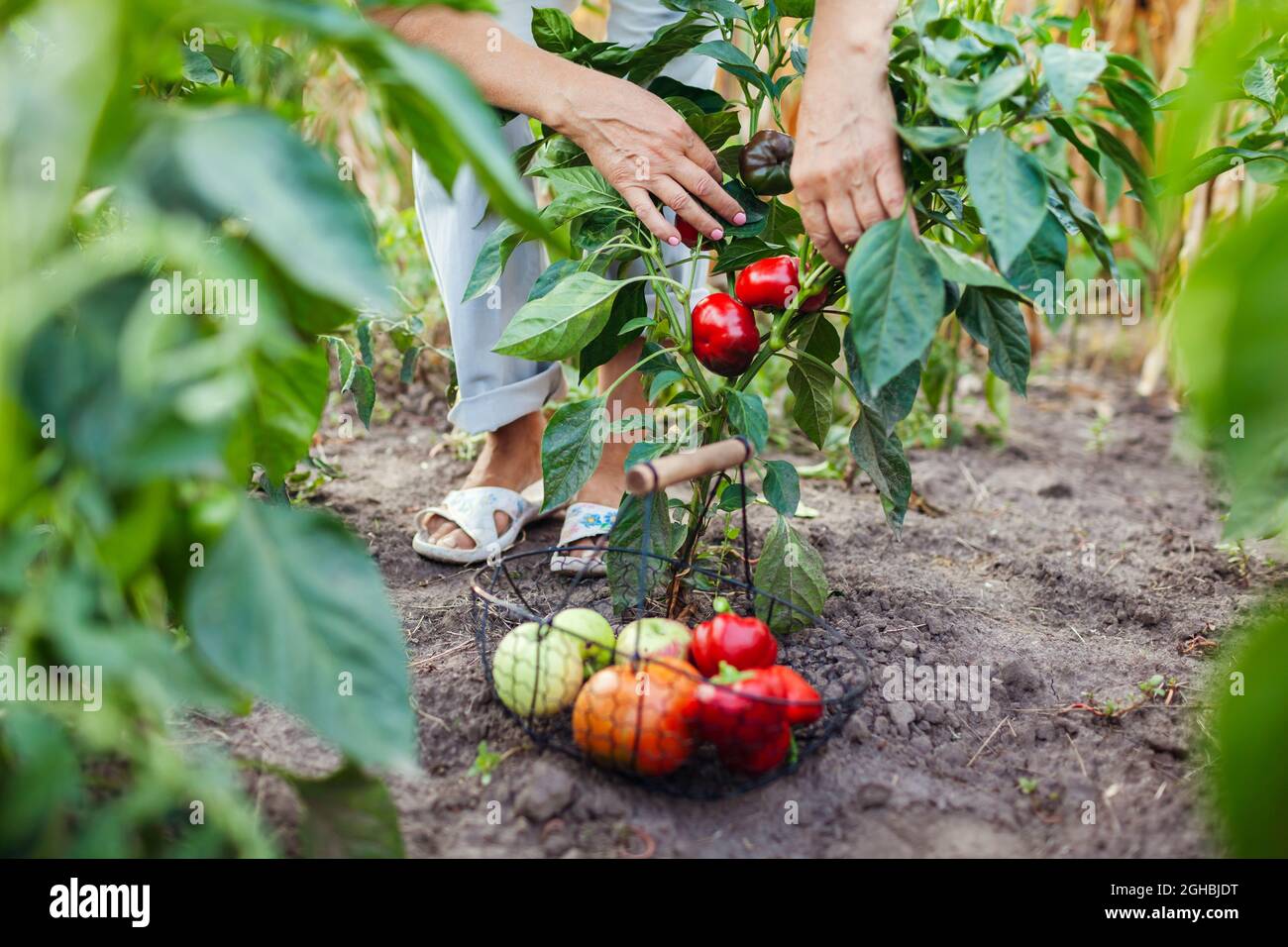 Harvesting red ratunda peppers. Senior woman farmer picking fall crop ...