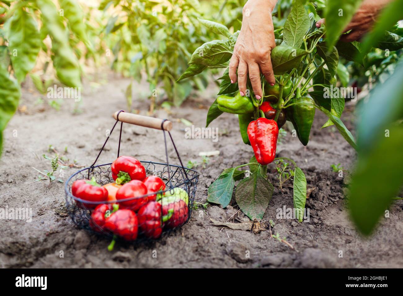 Harvesting red peppers. Senior woman farmer picking fall crop of ...