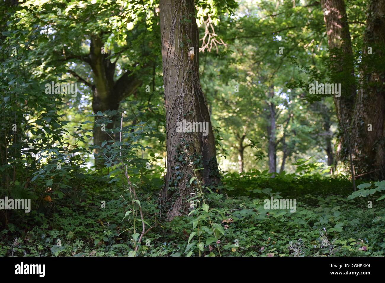 Entwined trees hi-res stock photography and images - Alamy