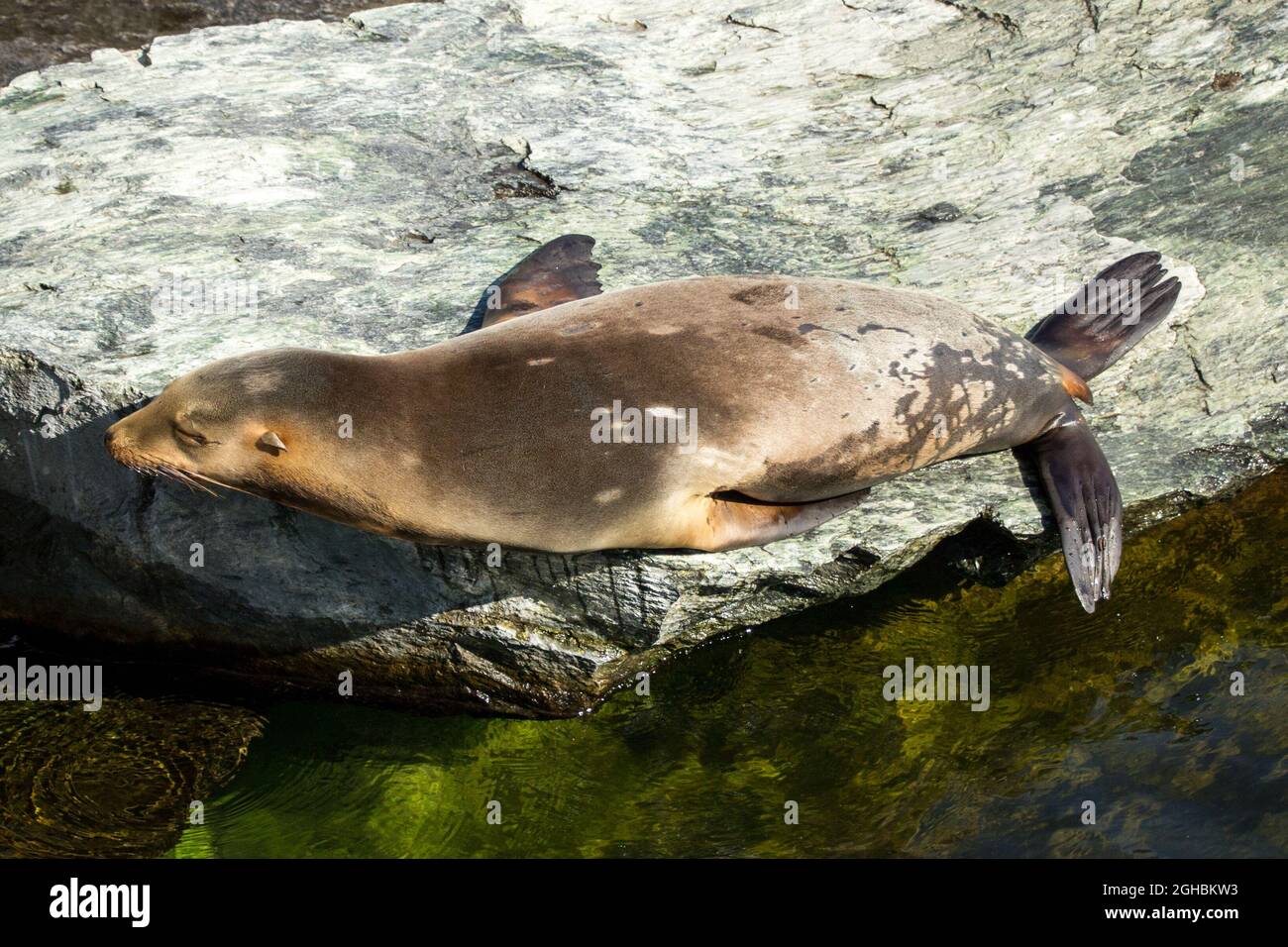 Seal basking in the sun on a stone by the water Stock Photo - Alamy