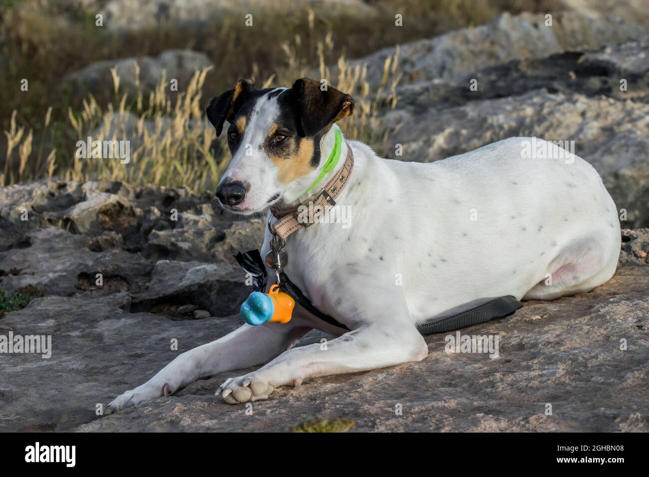 A white, black and brown fox terrier and pointer cross mix breed dog ...