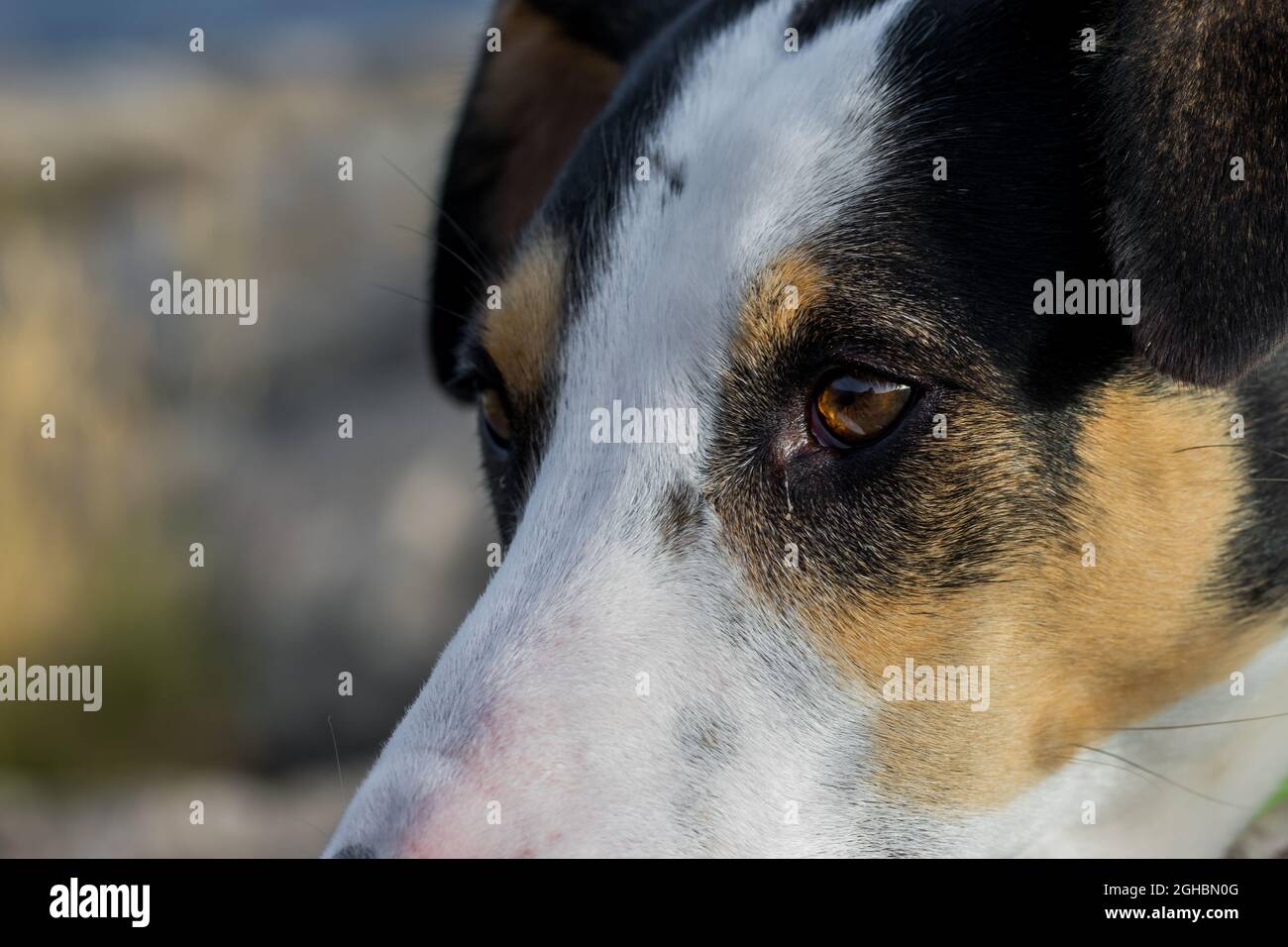 Close up shot of the face of a fox terrier and pointer cross mix breed ...