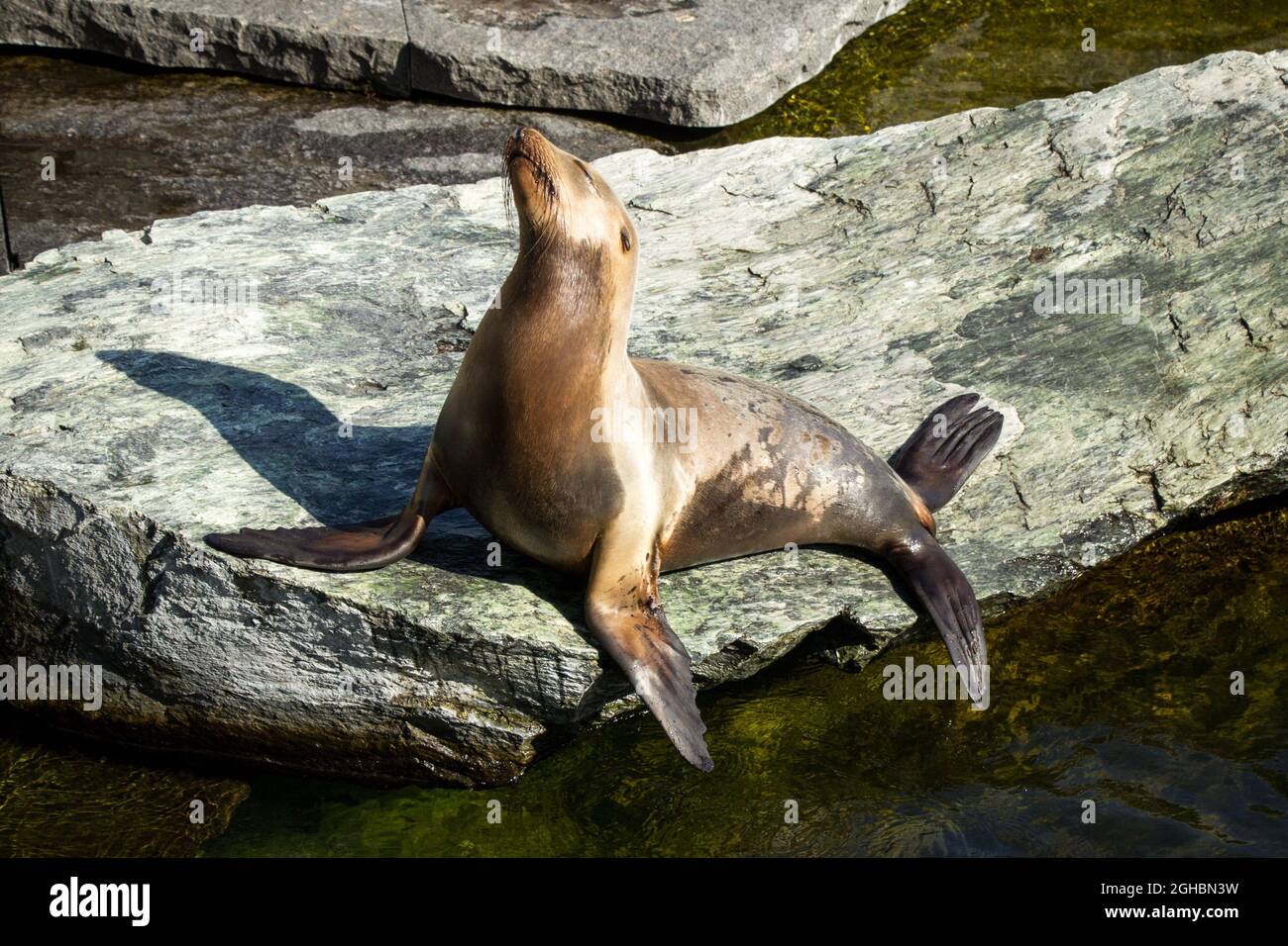 Seal basking in the sun on a stone by the water Stock Photo - Alamy