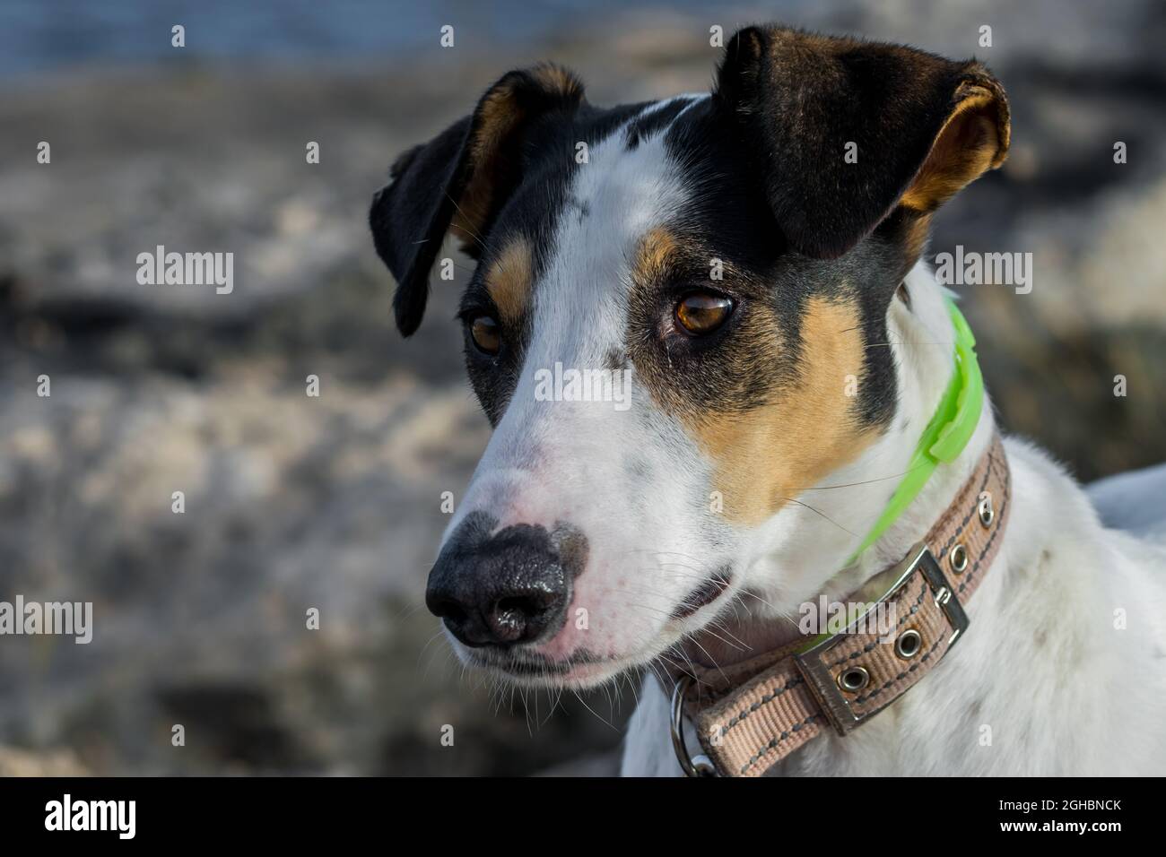 What Breed Of Dog Has Hazel Eyes