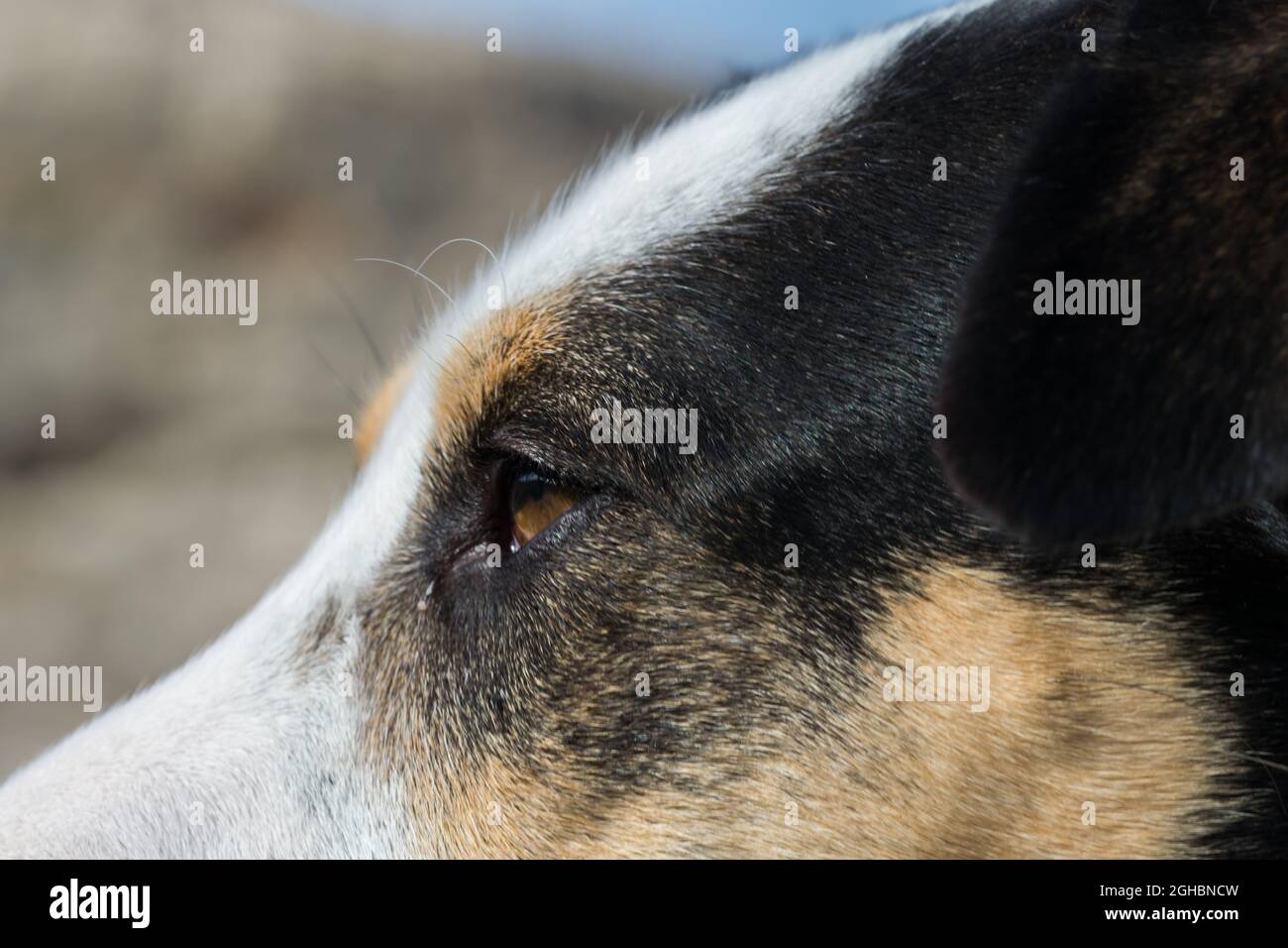 Close up shot of the face of a fox terrier and pointer cross mix breed ...