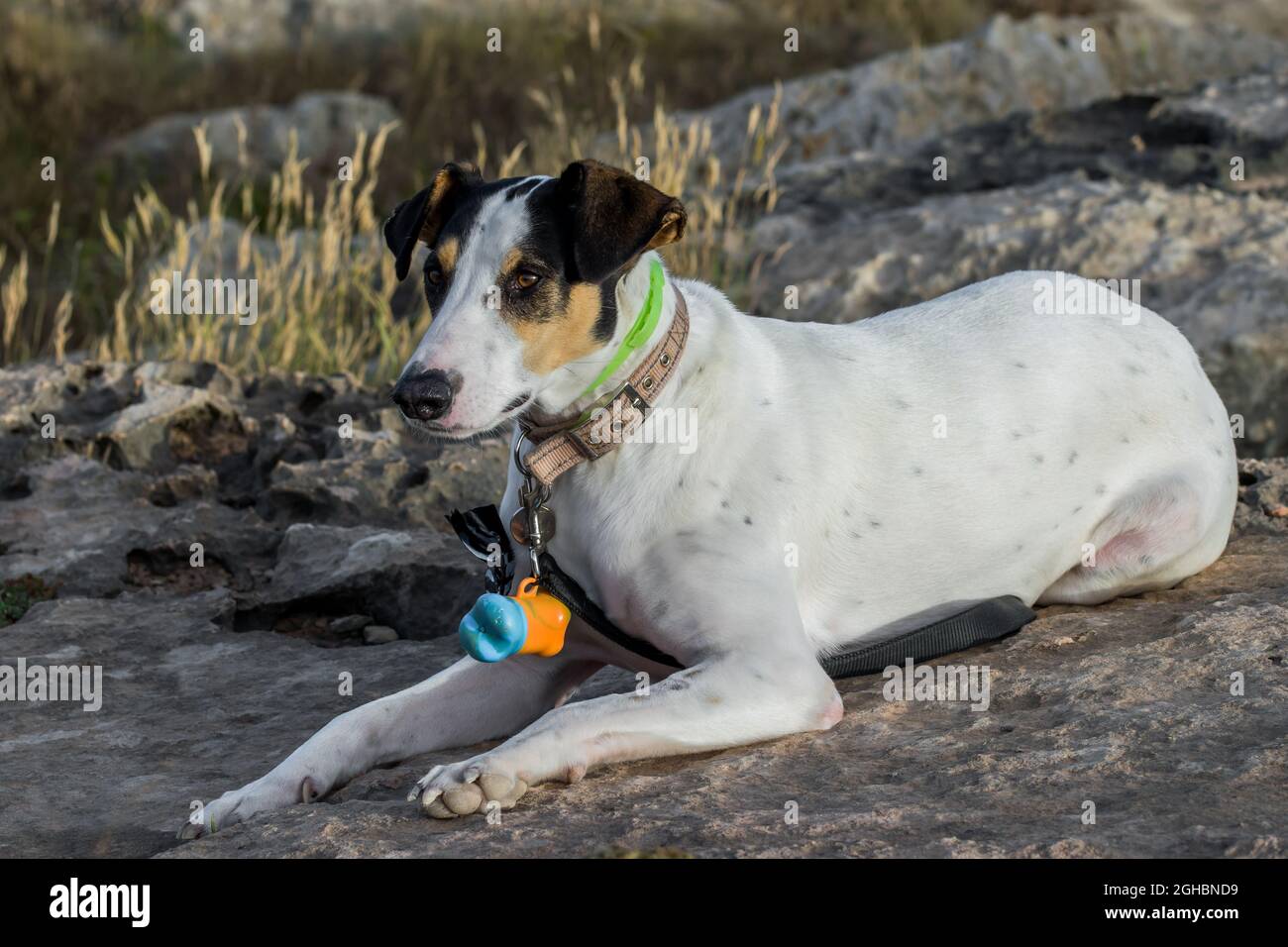 Pointer Terrier Mix Dog